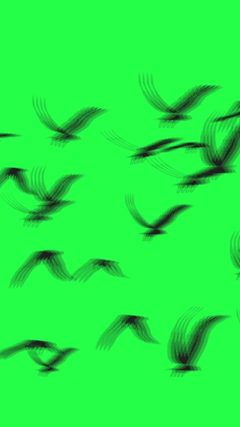 vertical video Group of birds with isola... | Stock Video | Pond5