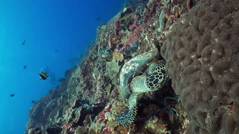 Vertical video of hawksbill sea turtle s... | Stock Video | Pond5