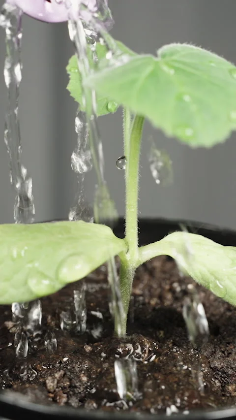 Homwgrown Video Stock Videos – Royalty-Free HD & 4K Videos | Pond5