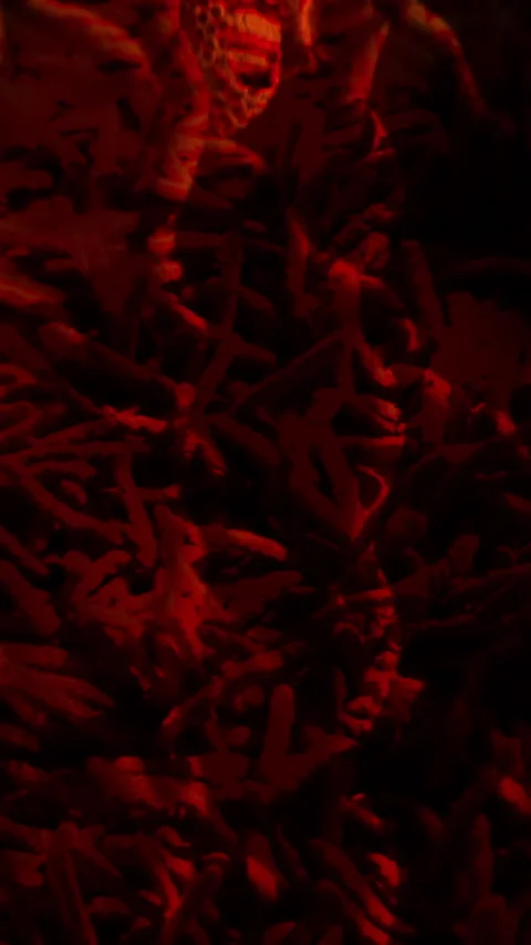 vertical video -Horror Background. Distu... | Stock Video | Pond5