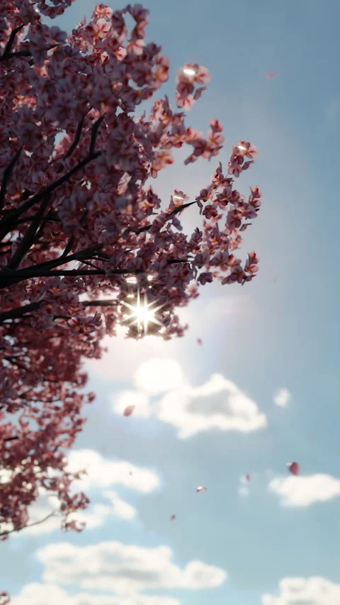 Sakura Video Stock Videos – Royalty-Free HD & 4K Videos