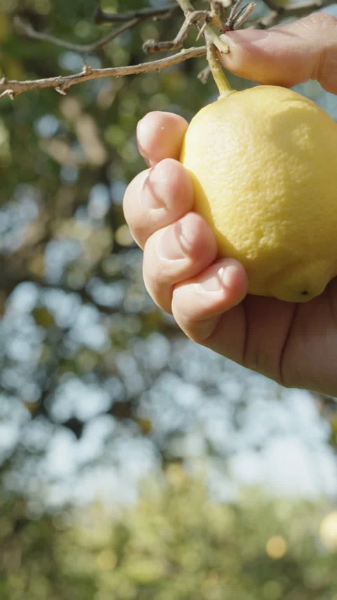 Lemon Man Video\ Stock Videos – Royalty-Free HD & 4K Videos