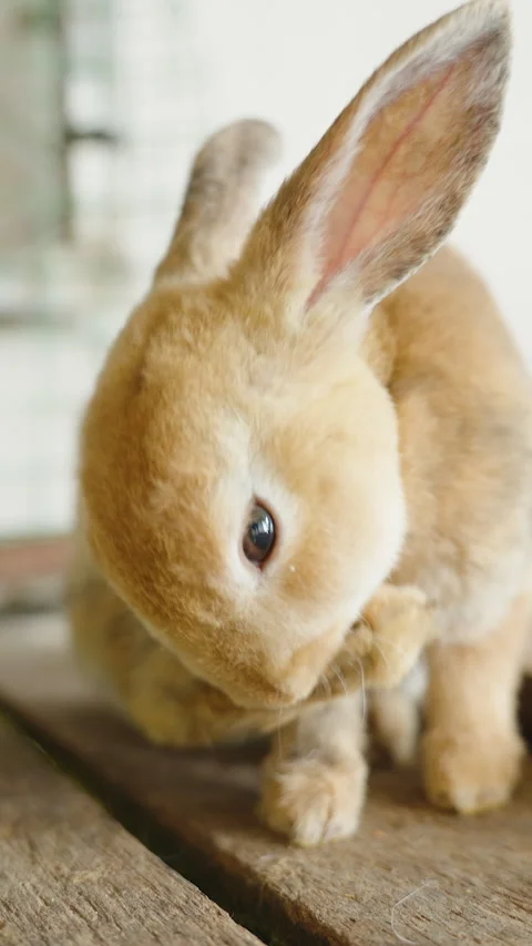 Hunny Bunny Video Stock Videos – Royalty-Free HD & 4K Videos | Pond5