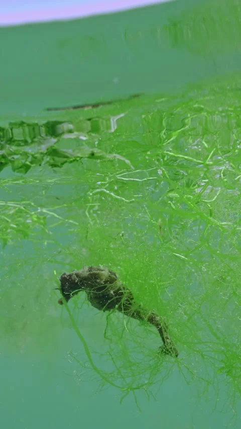 Long Horse Videos Stock Videos – Royalty-Free HD & 4K Videos | Page 3