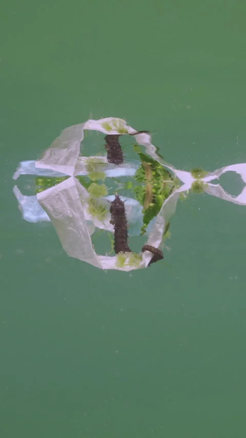 Long Horse Videos Stock Videos – Royalty-Free HD & 4K Videos | Page 3