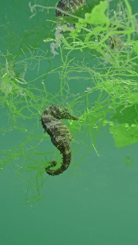 Long Horse Videos Stock Videos – Royalty-Free HD & 4K Videos | Page 3