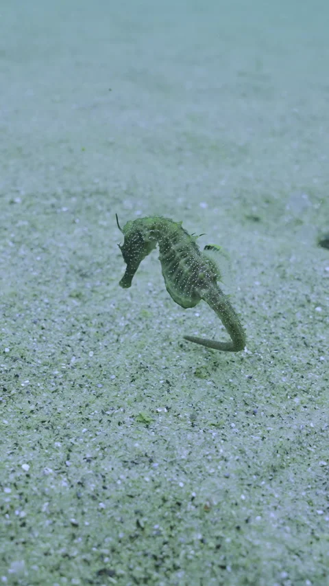 Long Horse Videos Stock Videos – Royalty-Free HD & 4K Videos | Page 3