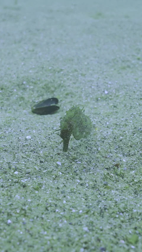 Long Horse Videos Stock Videos – Royalty-Free HD & 4K Videos