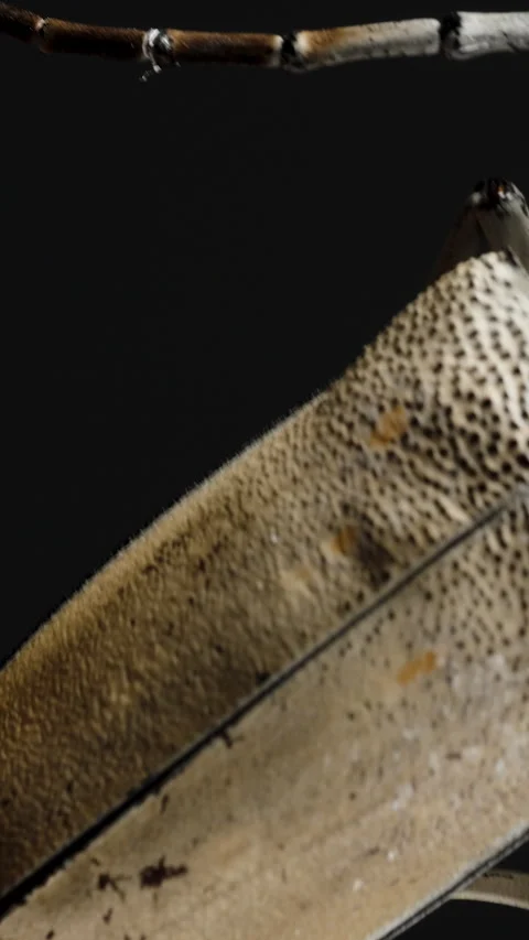 Pose Video Stock Video Footage | Royalty Free Pose Video Videos | Page 5