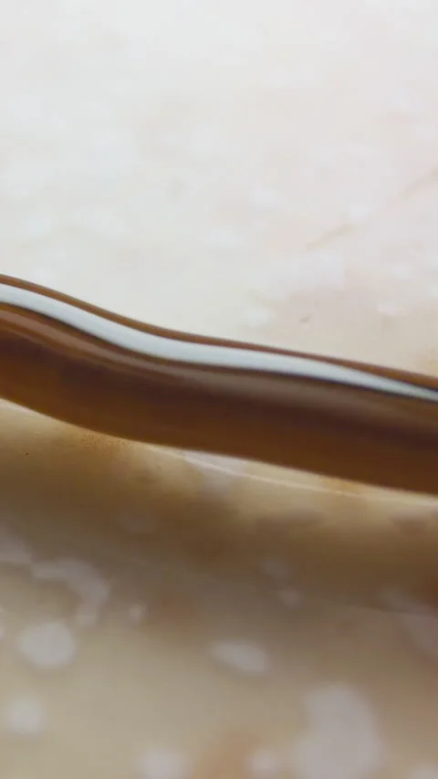 Fl Video Study Stock Videos – Royalty-Free HD & 4K Videos