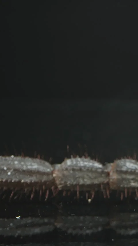 Slide\S Stock Videos – Royalty-Free HD & 4K Videos | Pond5