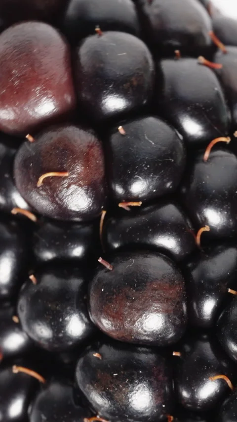 Blackberry Background Stock Videos – Royalty-Free HD & 4K Videos