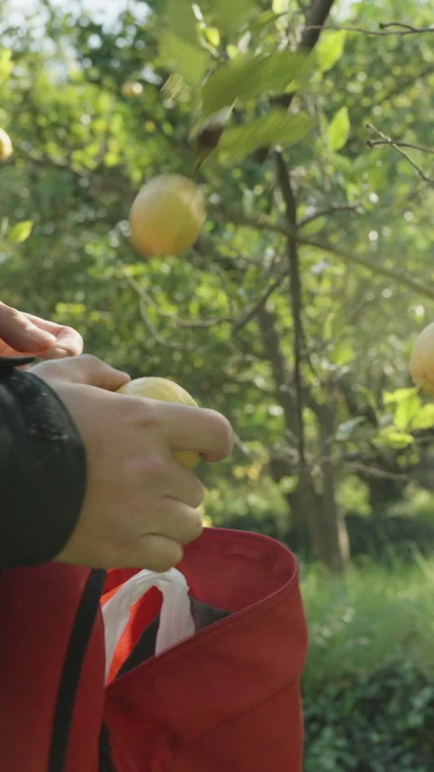 Lemon Man Video\ Stock Videos – Royalty-Free HD & 4K Videos