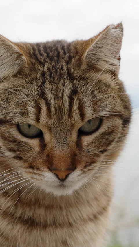 Menacing Pose Stock Videos – Royalty-Free HD & 4K Videos