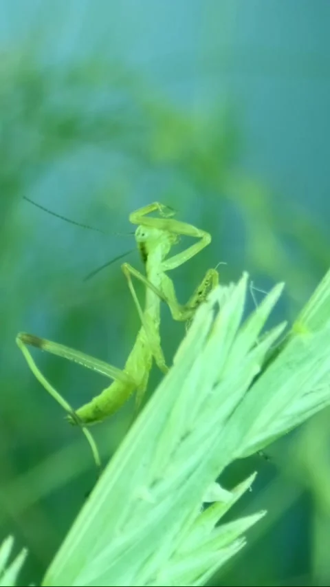 Video Washing Neeborn Stock Videos – Royalty-Free HD & 4K Videos | Pond5