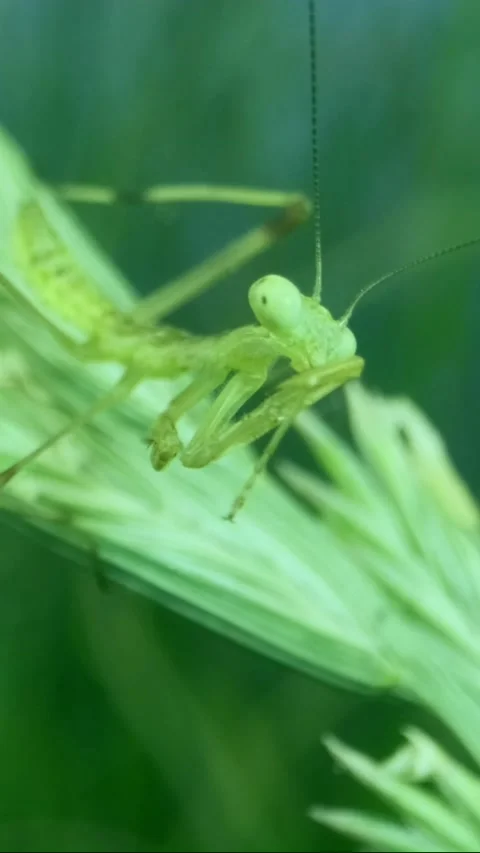 Video Washing Neeborn Stock Videos – Royalty-Free HD & 4K Videos | Pond5