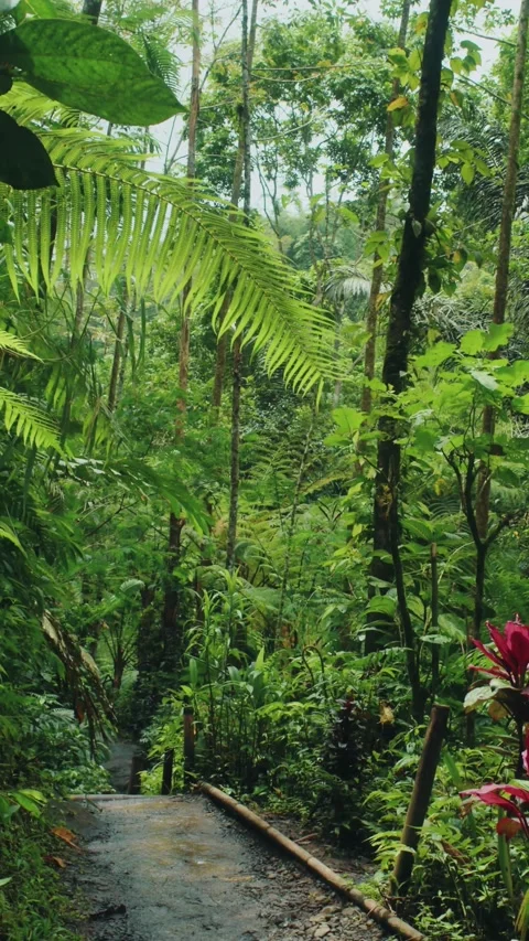 Video Walks Forward Stock Video Footage | Royalty Free Video Walks ...