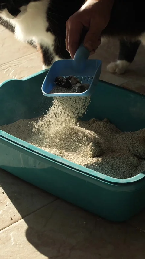 Cat Video Box Stock Videos – Royalty-Free HD & 4K Videos | Pond5