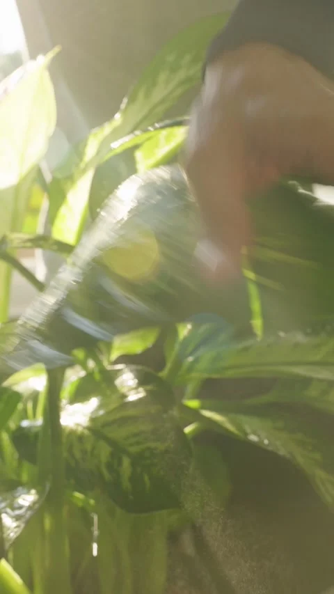 Person Holding Spray Stock Videos – Royalty-Free HD & 4K Videos | Pond5