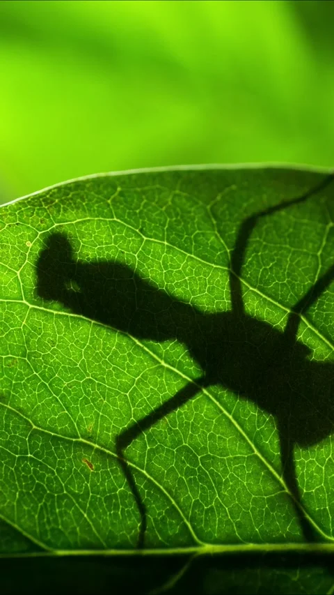 Mantis X Video Stock Videos – Royalty-Free HD & 4K Videos | Page 3