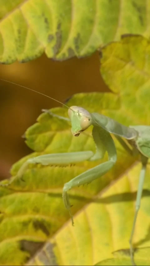 Vertical video, Praying mantis sits on s... | Stock Video | Pond5