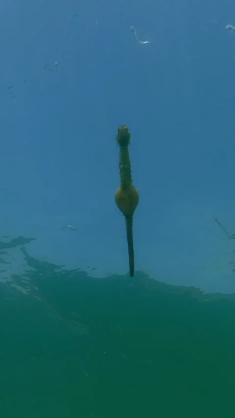 Pregnant Belly Video Stock Videos – Royalty-Free HD & 4K Videos | Page 3