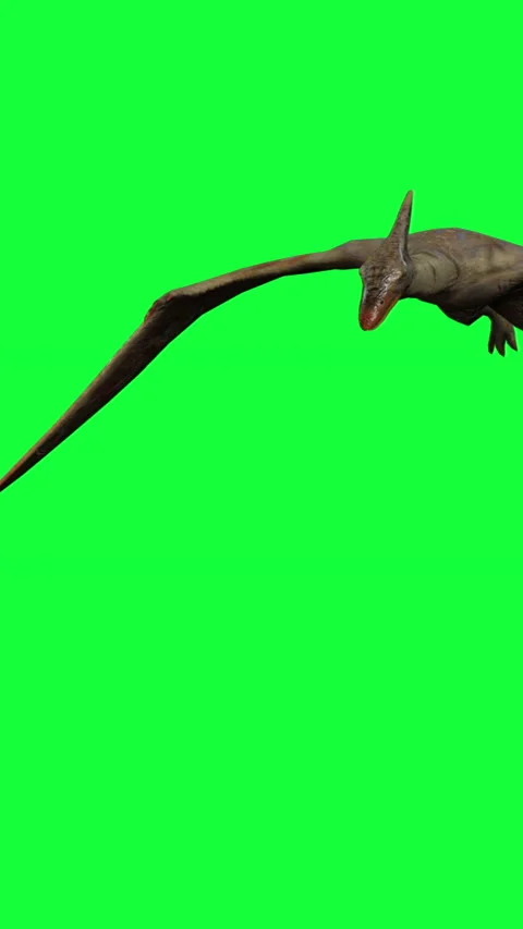 vertical video - Pterodactyl fly .3d ani... | Stock Video | Pond5