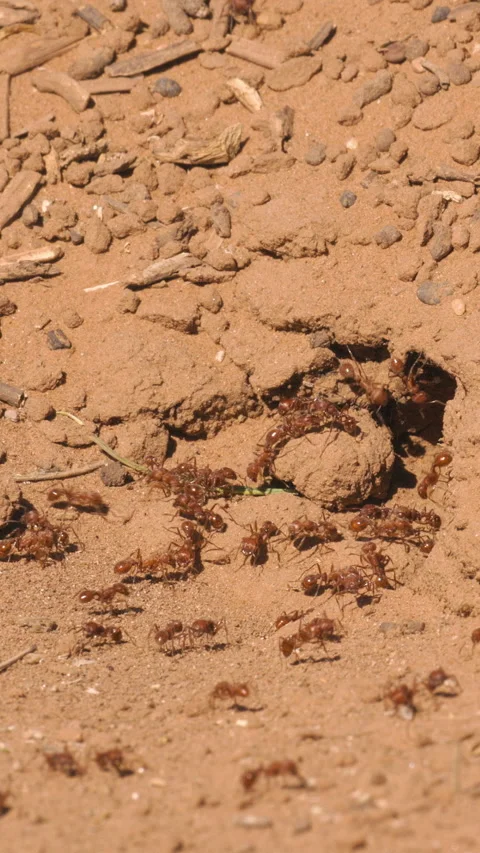 Ant Video Stock Videos – Royalty-Free HD & 4K Videos