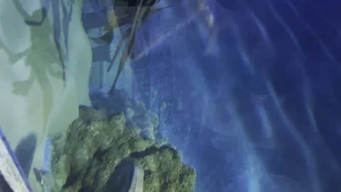 Shark Tank Theme Stock Videos – Royalty-Free HD & 4K Videos | Pond5