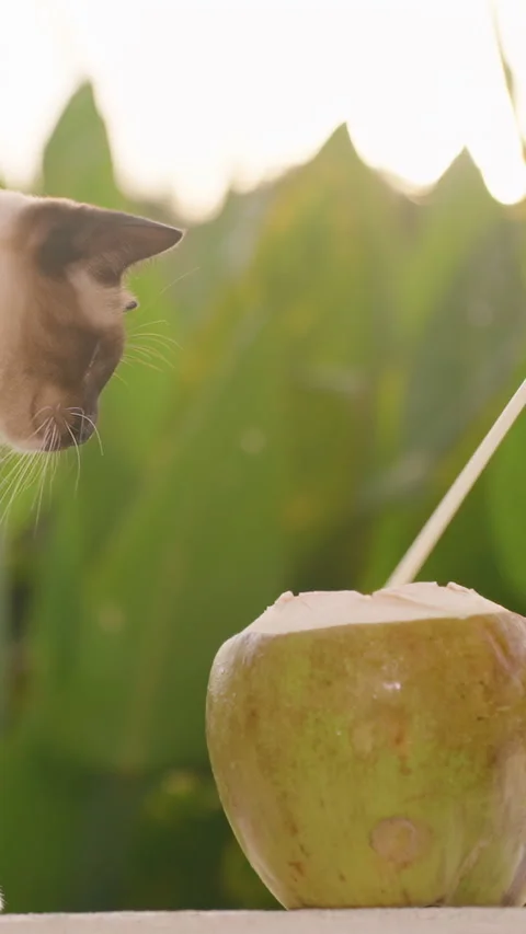 React Video Stock Videos – Royalty-Free HD & 4K Videos | Page 3