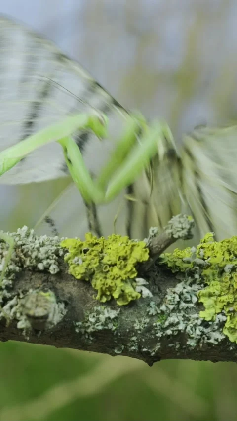 X Hunts Videos Stock Videos – Royalty-Free HD & 4K Videos