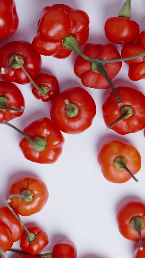 Red Tur Stock Videos – Royalty-Free HD & 4K Videos | Pond5