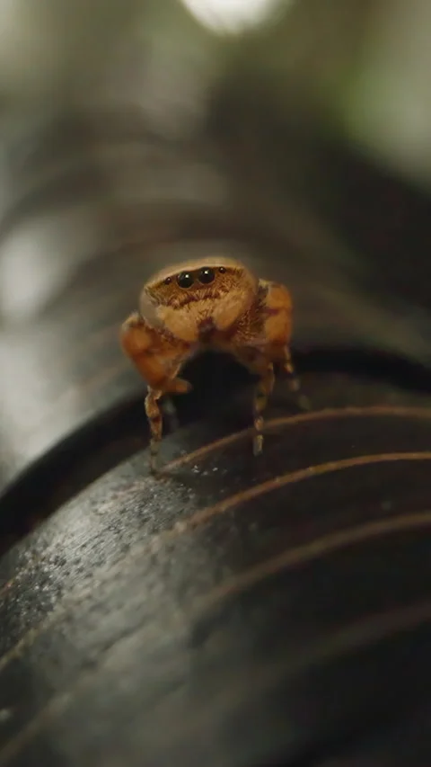 Attenzione Video Tubes Stock Videos – Royalty-Free HD & 4K Videos