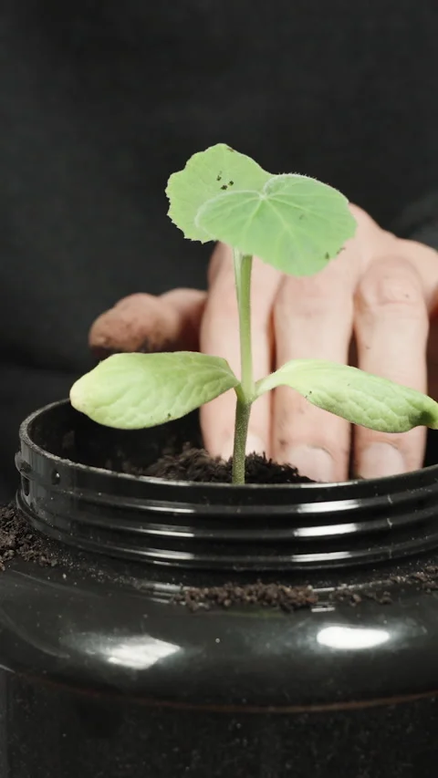 Video For Yo Stock Videos – Royalty-Free HD & 4K Videos