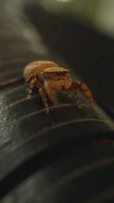 Jumping Spider Silk Stock Videos – Royalty-Free HD & 4K Videos | Pond5