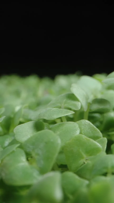 Healthful Eating Video Stock Videos – Royalty-Free HD & 4K Videos