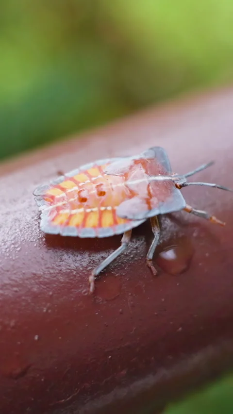 Water Stinks Stock Videos – Royalty-Free HD & 4K Videos | Pond5