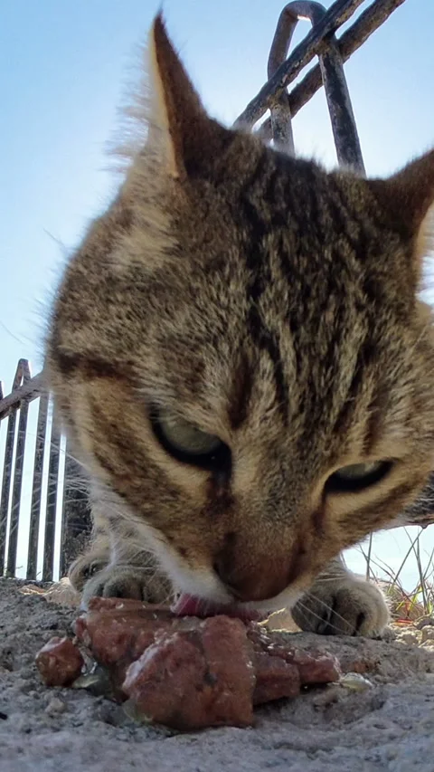 Stray Cat Video Stock Videos – Royalty-Free HD & 4K Videos