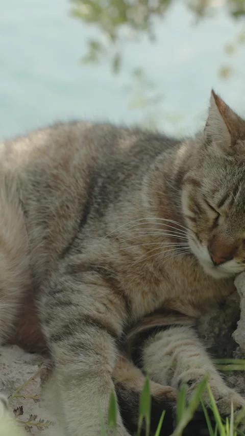 Wild Cat Videos Stock Videos – Royalty-Free HD & 4K Videos