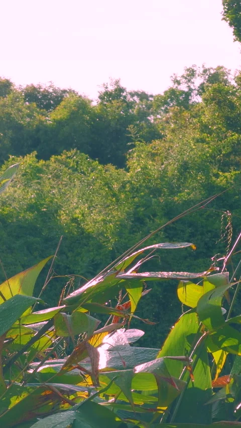 Swallowed Video Stock Videos – Royalty-Free HD & 4K Videos