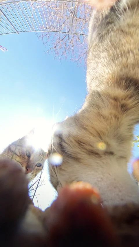 Tongue F Videos Stock Videos – Royalty-Free HD & 4K Videos