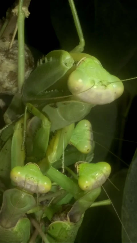 Mantis X Video Stock Videos – Royalty-Free HD & 4K Videos | Page 5