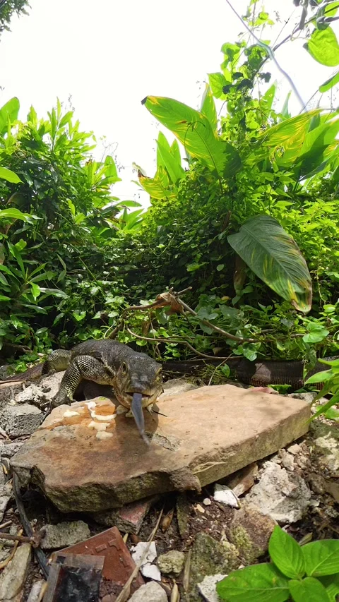 Rivalzs Video Stock Videos – Royalty-Free HD & 4K Videos | Pond5