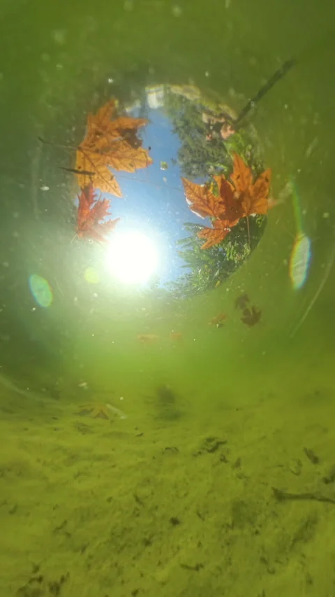 Underwater Looking Up Stock Videos – Royalty-Free HD & 4K Videos