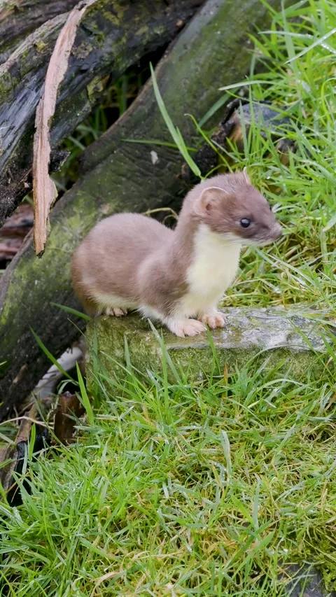 Weasel Stock Video Footage | Royalty Free Weasel Videos | Pond5