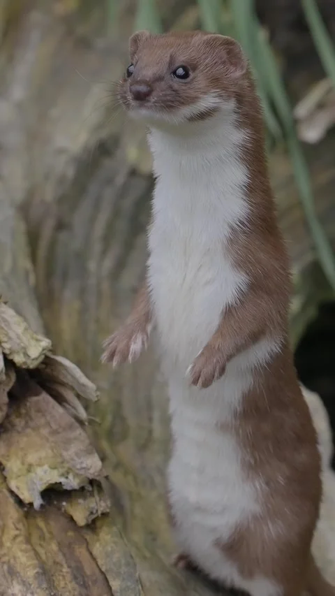 Vertical Video of a Weasel ( Least Wease... | Stock Video | Pond5