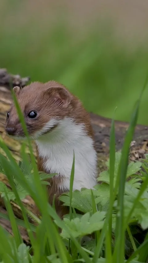 Vertical Video of a Weasel ( Least Wease... | Stock Video | Pond5