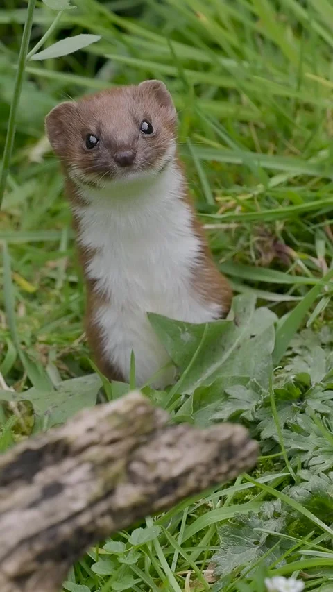 Weasel Stock Video Footage | Royalty Free Weasel Videos | Pond5