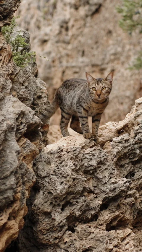 Wild Cat Videos Stock Videos – Royalty-Free HD & 4K Videos