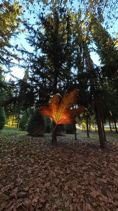 Woman Falling Video Stock Videos – Royalty-Free HD & 4K Videos | Pond5